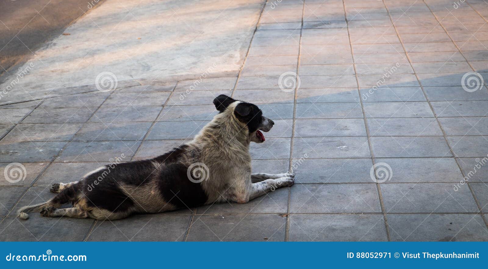 Stray dog. stock image. Image of design, background, relax - 88052971