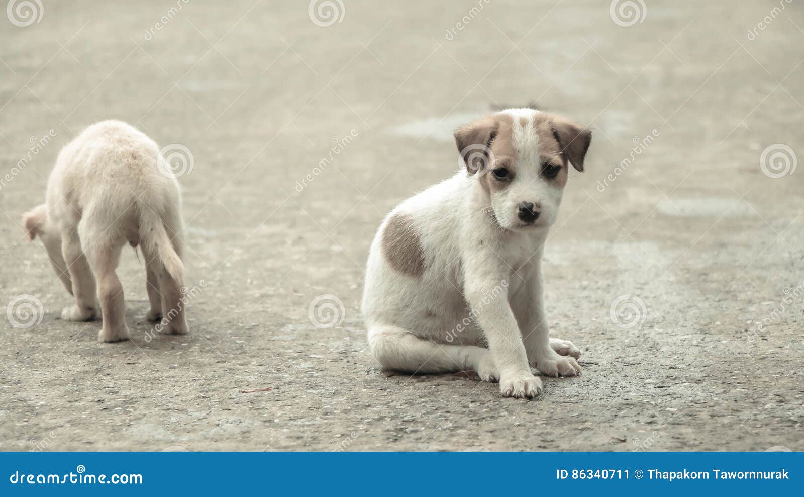 Stray dog hungry food stock image. Image of mammal, color - 86340711