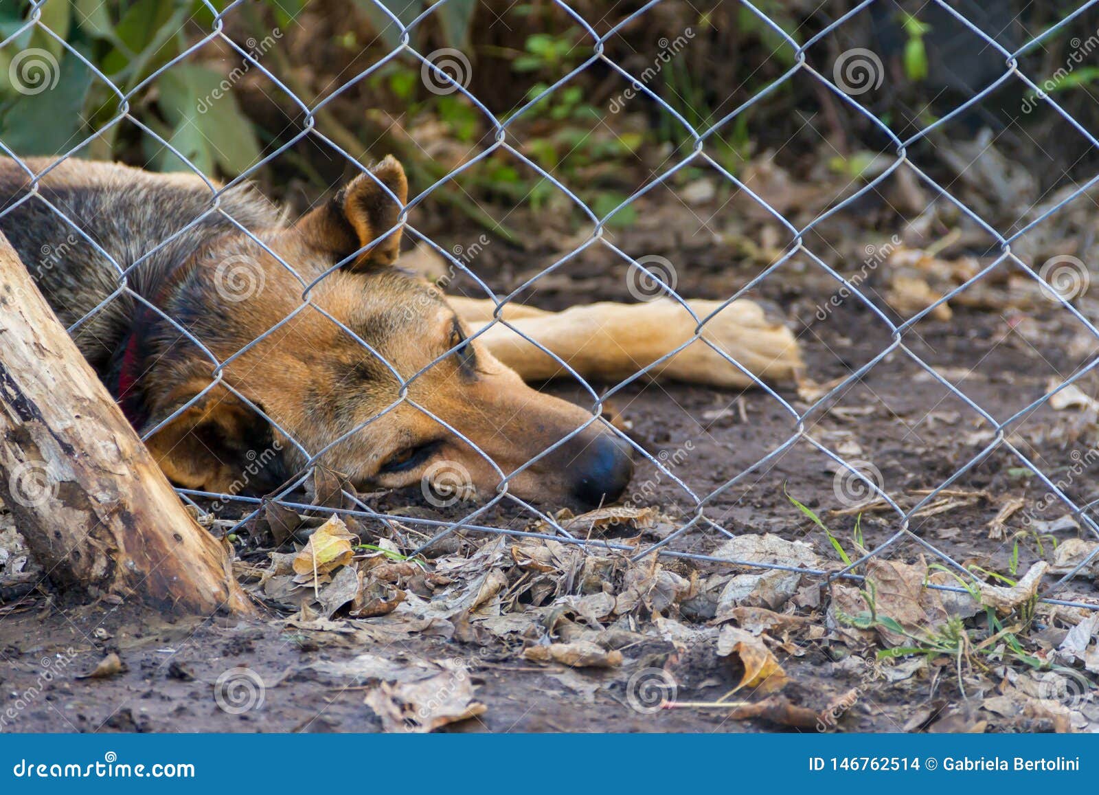 Stray Dog Locked Up Victim of Abuse Stock Photo - Image of white, alone ...