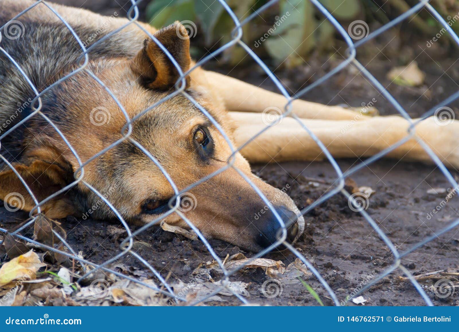 Stray Dog Locked Up Victim of Abuse Stock Image - Image of poor ...