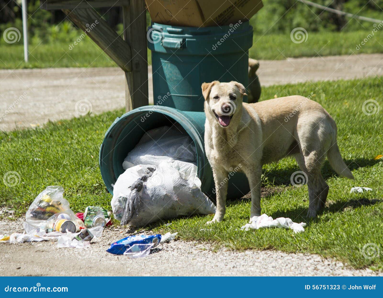 Stray Dog Looking for Food stock image. Image of neuter - 56751323