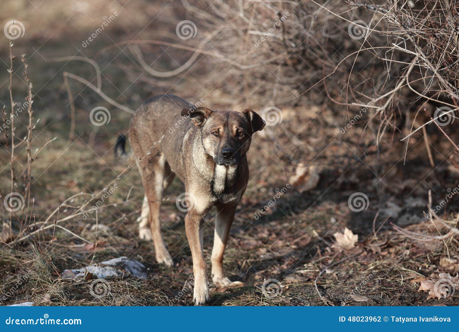 Stray dog stock photo. Image of dirty, domestic, abuse - 48023962