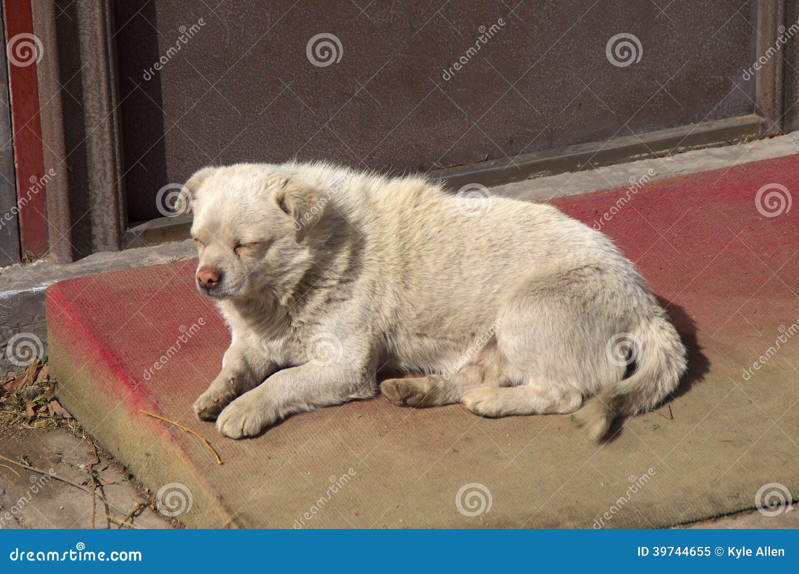 A Stray Dog in Lying Down Outside of the Great Wall of China in Beijing ...