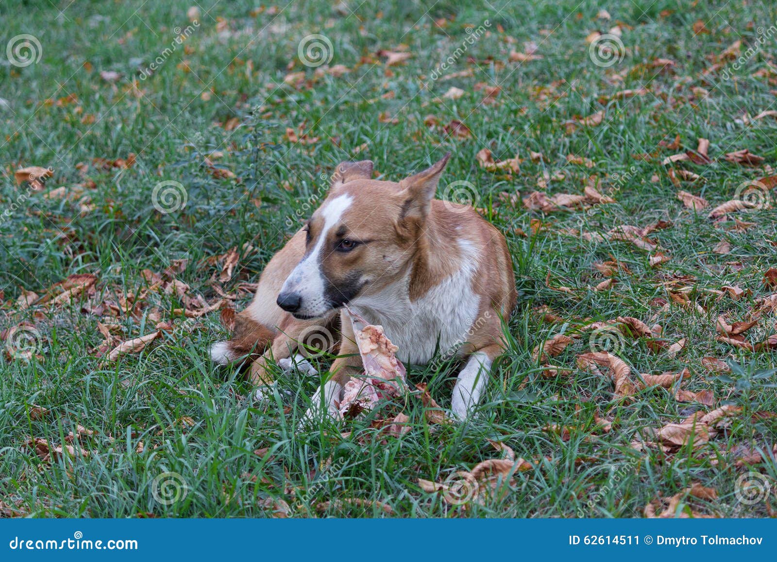 122 Pack Leftovers Stock Photos - Free & Royalty-Free Stock Photos from ...