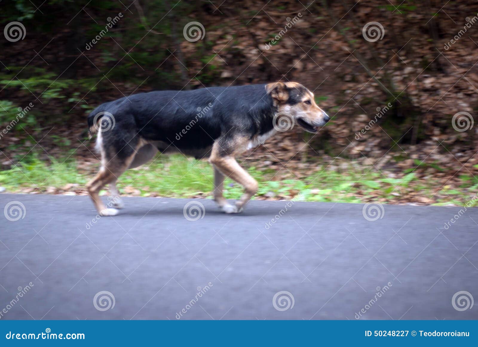 Stray dog stock image. Image of middle, pets, posing - 50248227