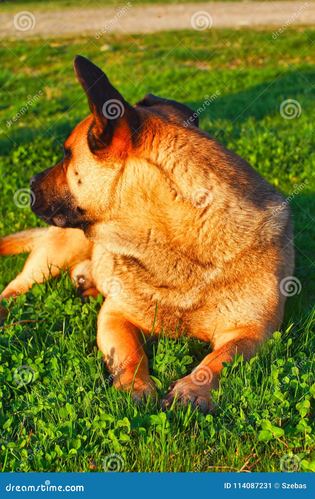 Stray mutt dog stock image. Image of canine, laying - 114087231