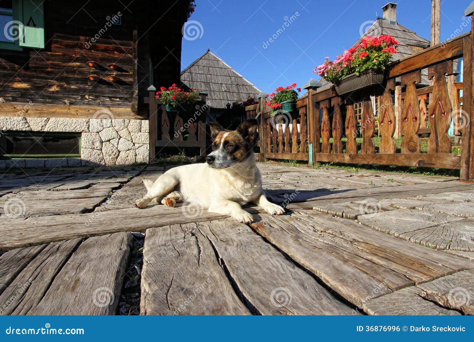 Stray dog stock photo. Image of protection, calm, stretching - 36876996