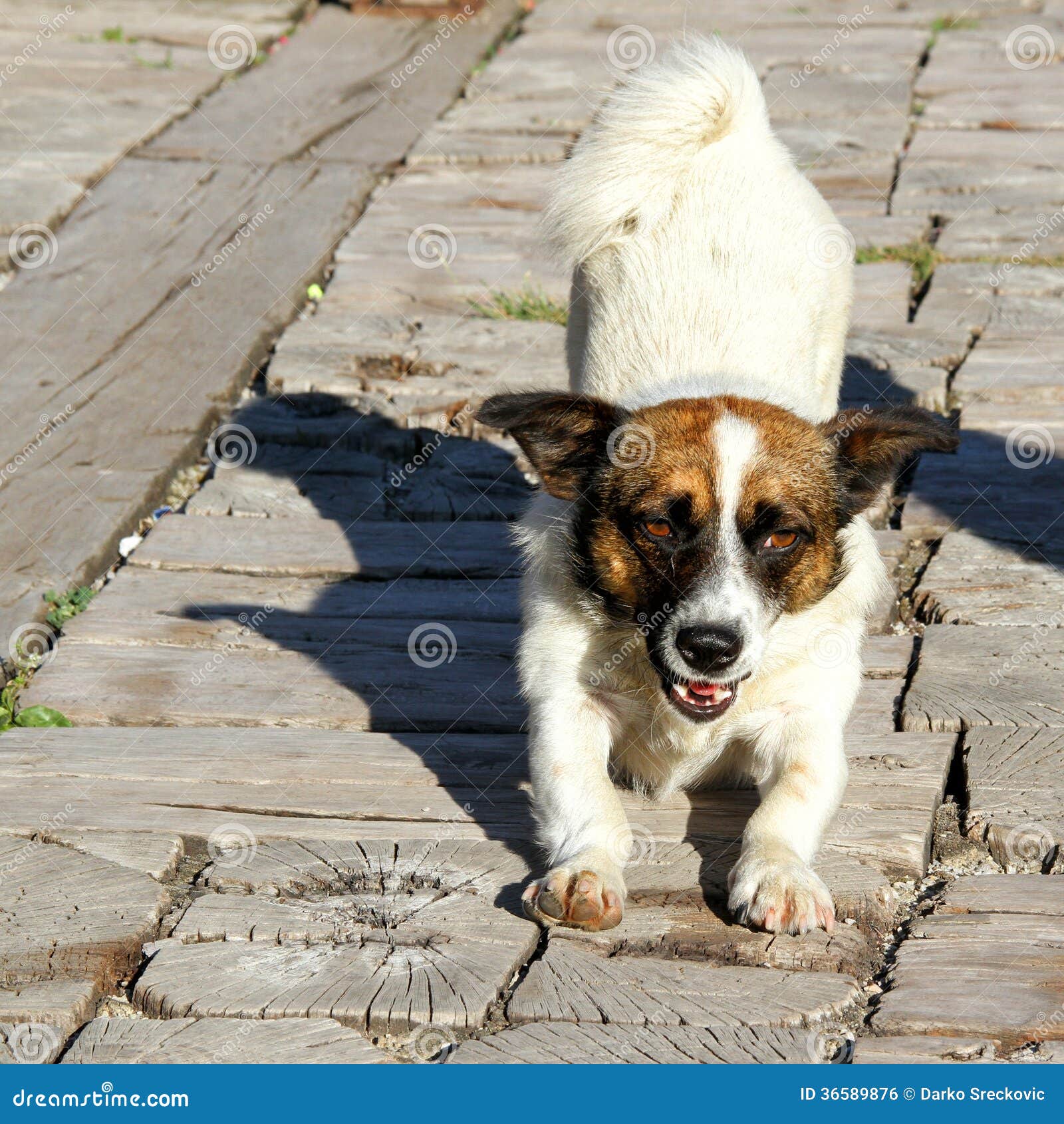 Stray dog stock photo. Image of loneliness, hungry, homeless - 36589876