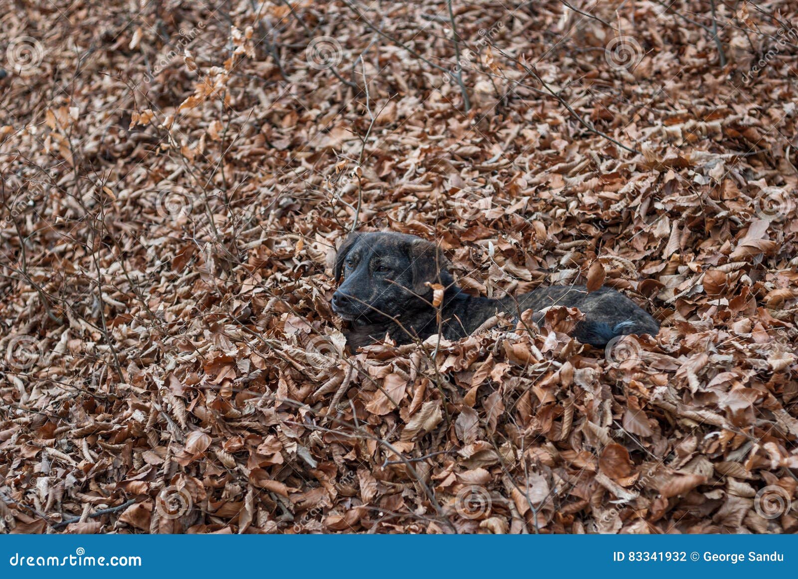Stray dog stock photo. Image of winter, forest, stray - 83341932