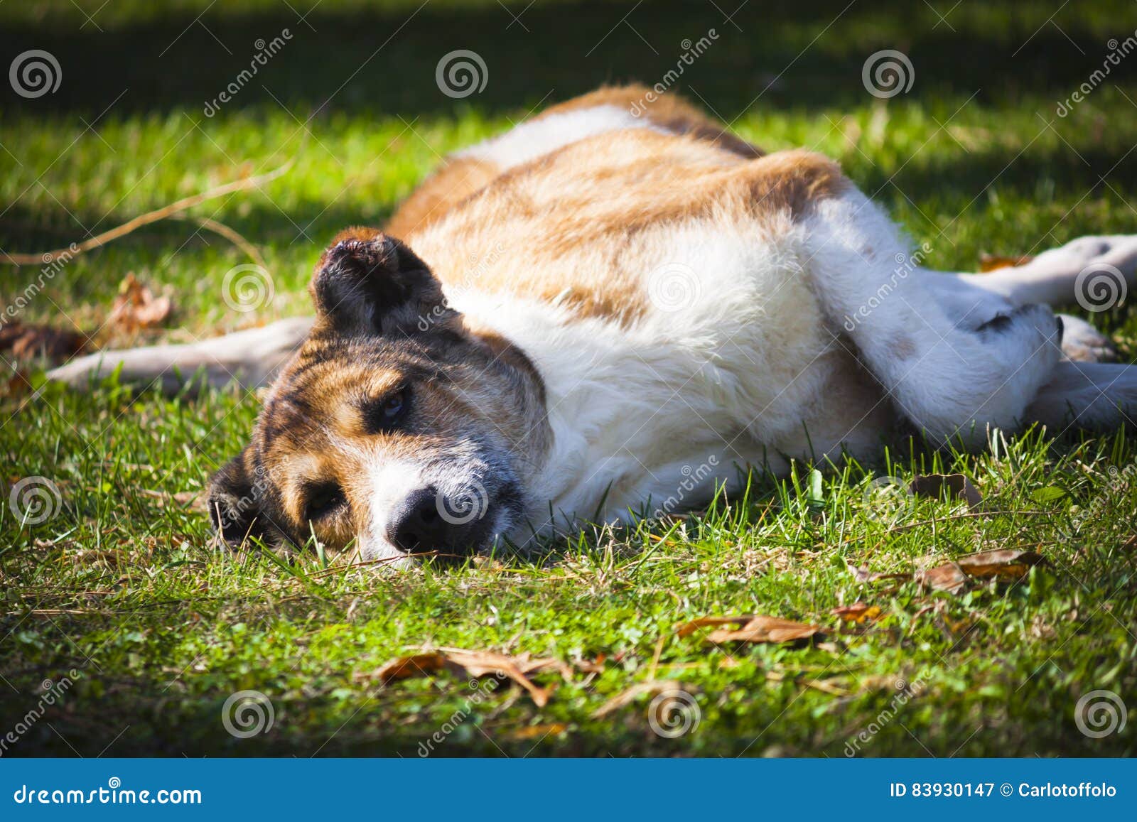 Stray Dog Resting on the Grass Stock Image - Image of relax, resting ...