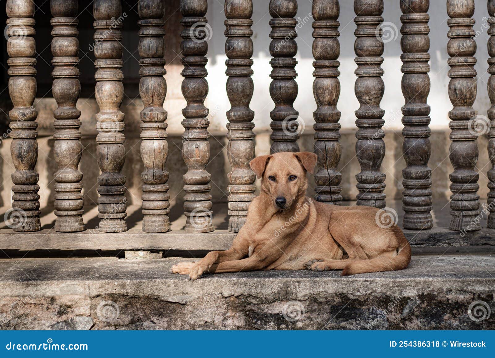 A Stray Dog Resting Outside Stock Photo - Image of lost, canine: 254386318