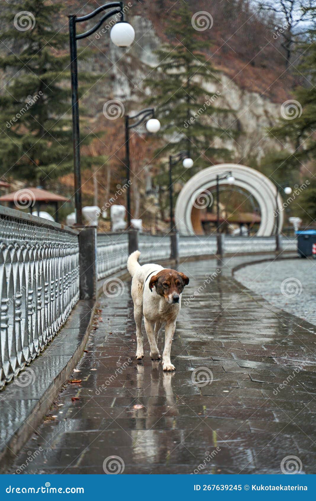 A Stray Dog Running Down a Wet Sidewalk in the Rain Stock Image - Image ...