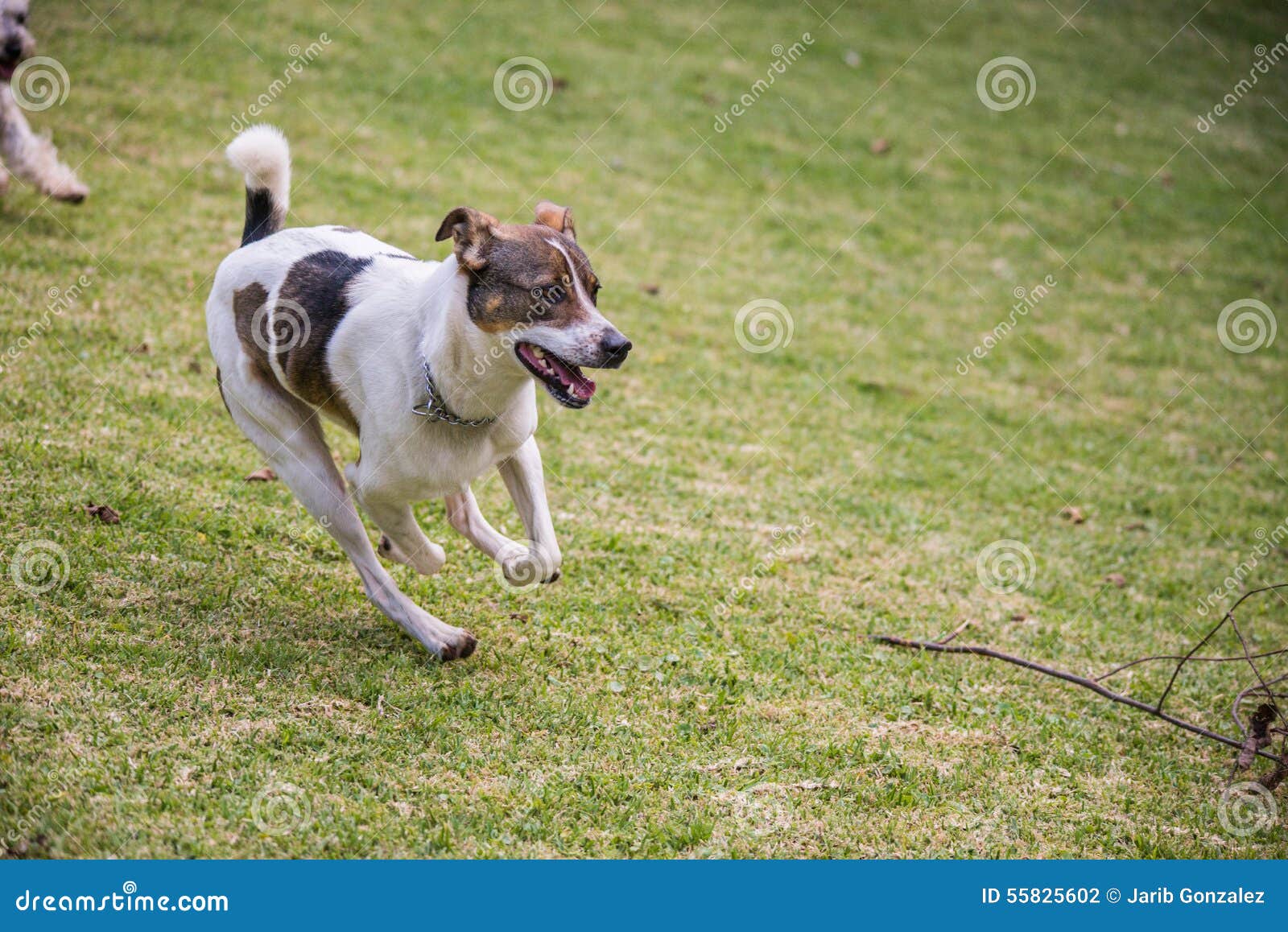 Stray Dog Running stock photo. Image of rescue, schnauzer - 55825602