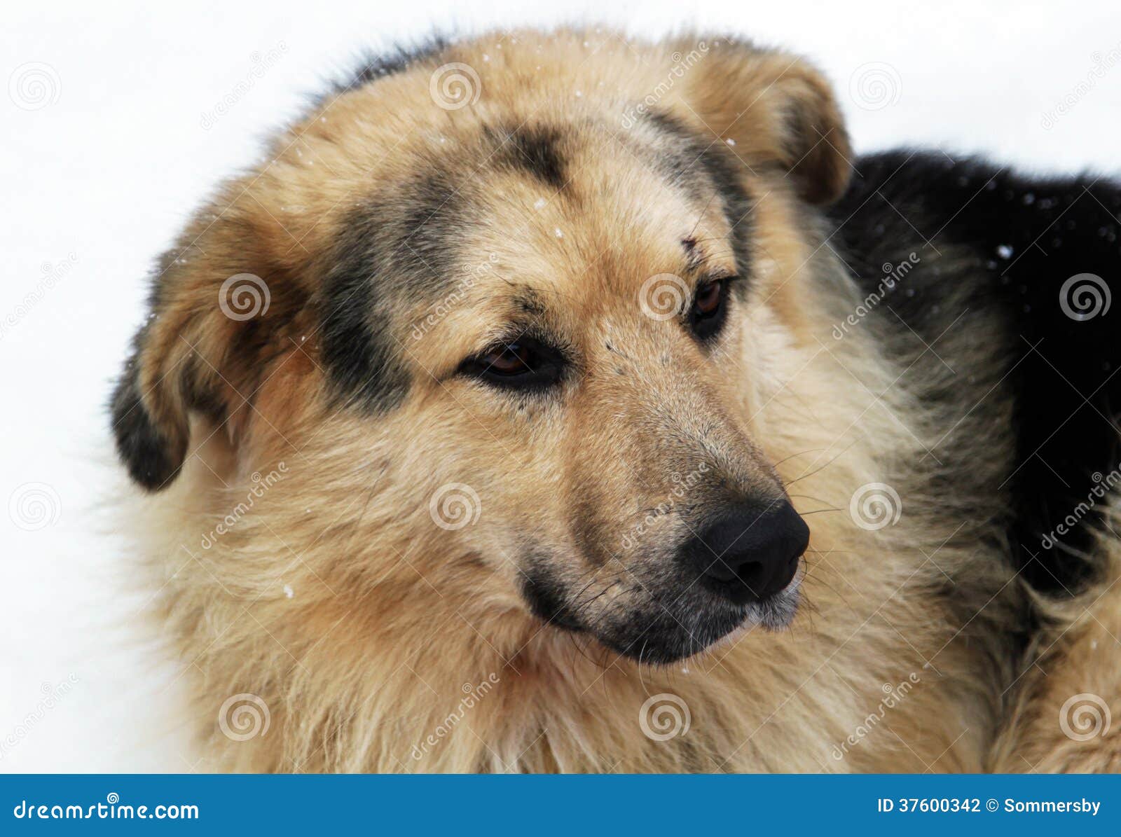 Stray dog with sad eyes stock photo. Image of black, frozen - 37600342