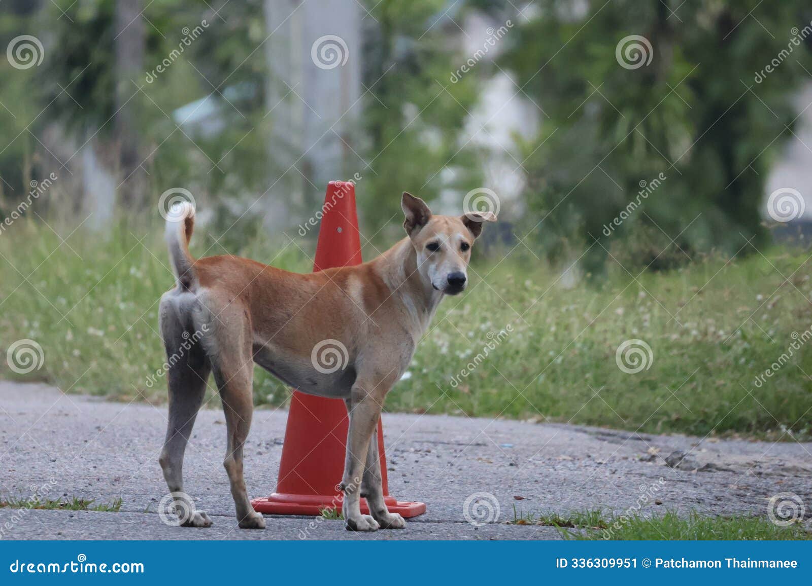 Stray Dog, Sad Eyes, Standing on the Road Stock Image - Image of road ...