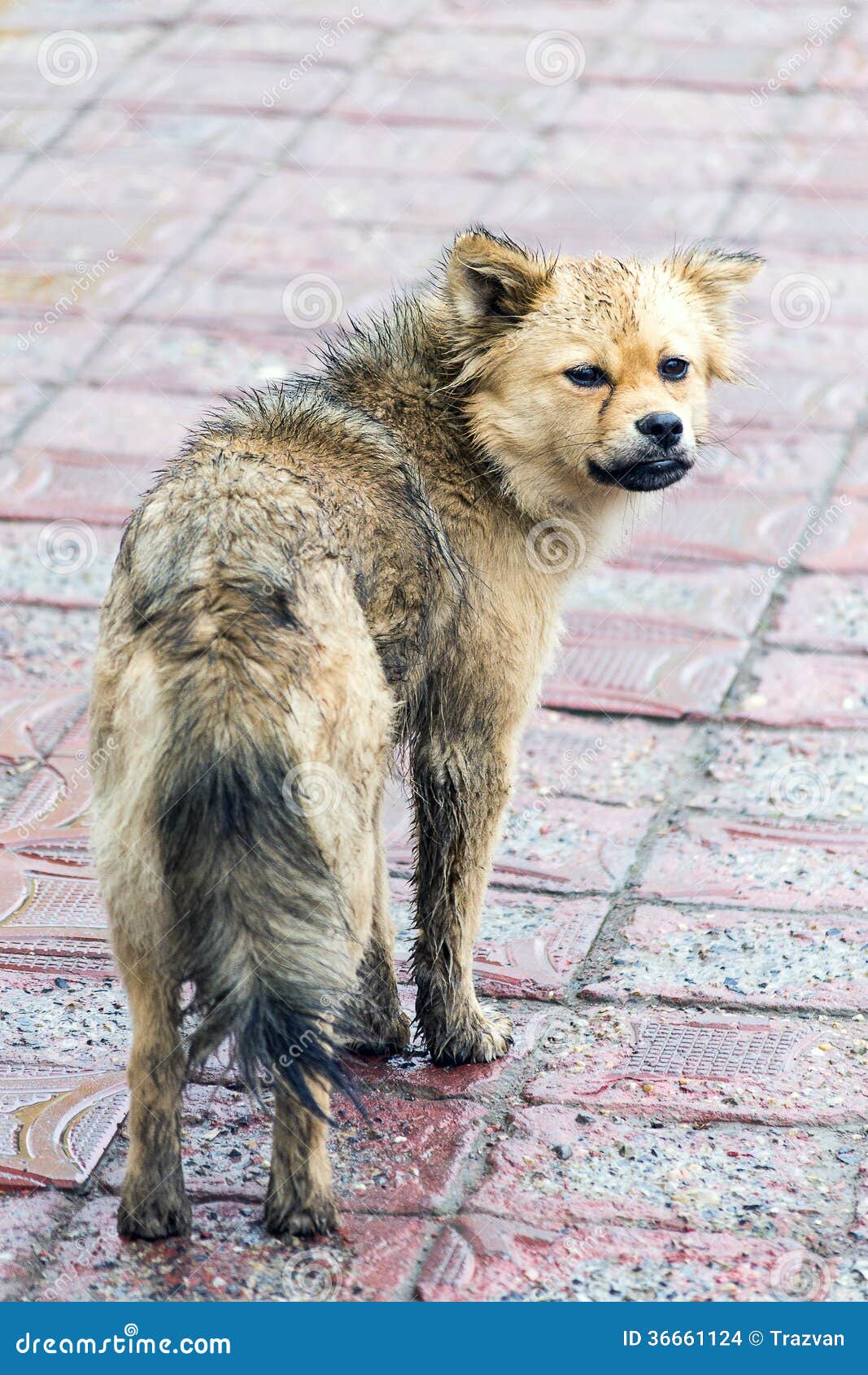 Stray dog stock photo. Image of adopt, asphalt, depressed - 36661124
