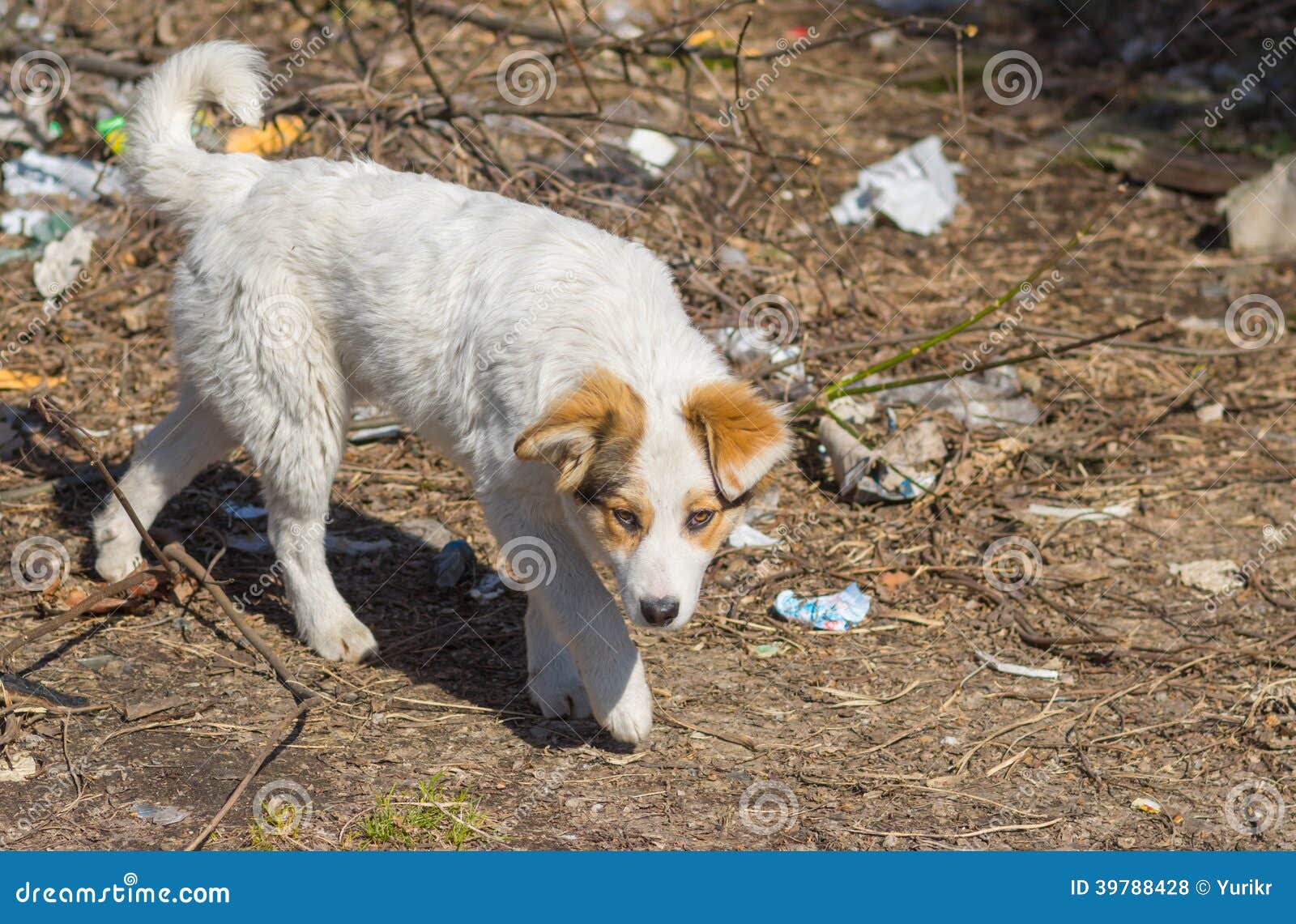 Stray dog on a scrap-heap stock photo. Image of scrapheap - 39788428