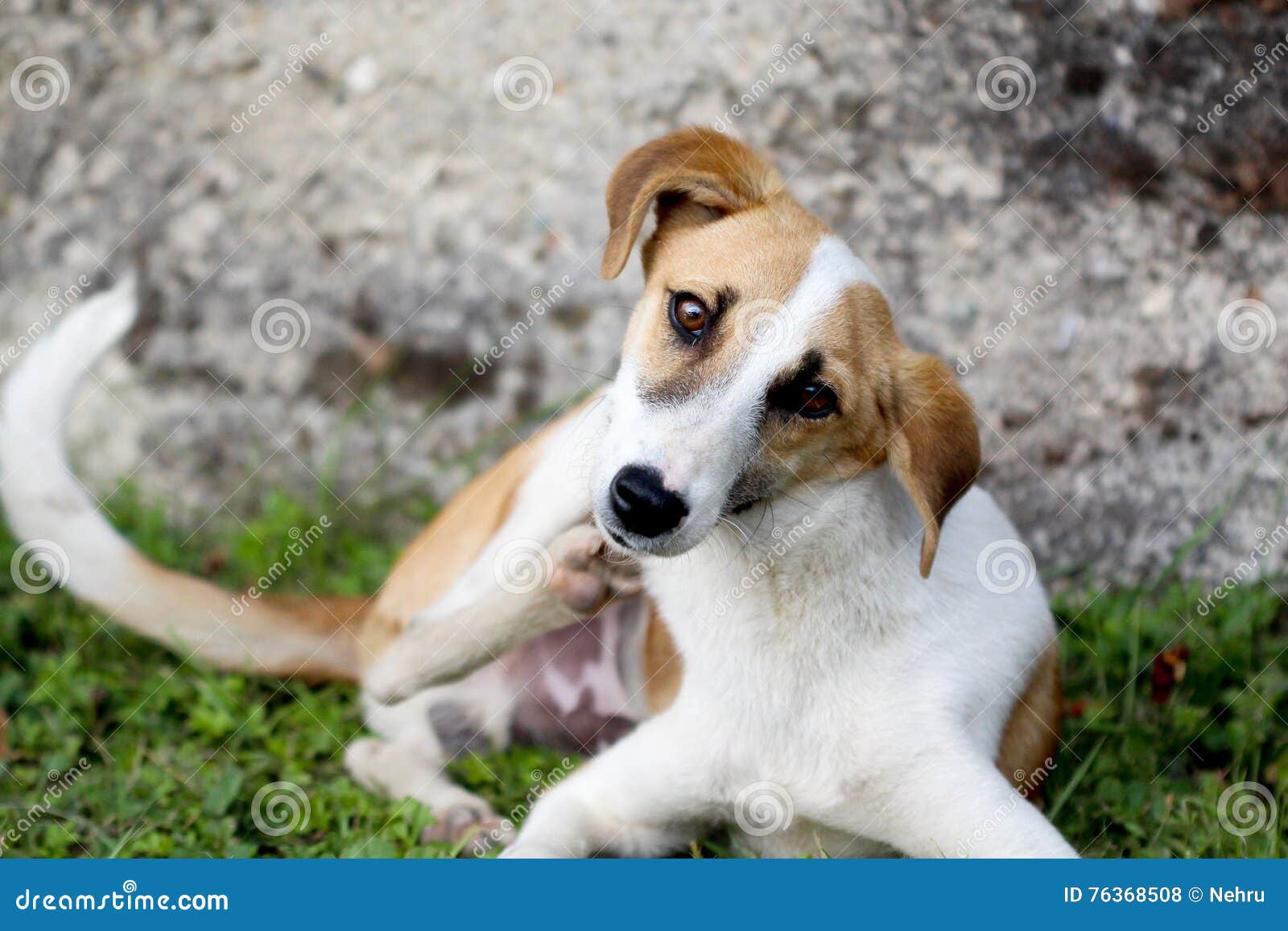 Stray Dog Scratching for with Fleas Stock Photo - Image of fleas ...