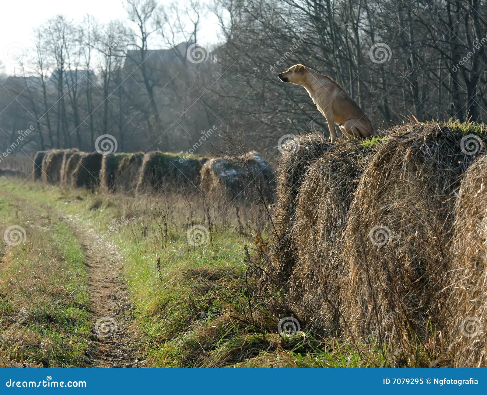 Stray Dog Sitting on a Hayrick Stock Image - Image of road, watch: 7079295