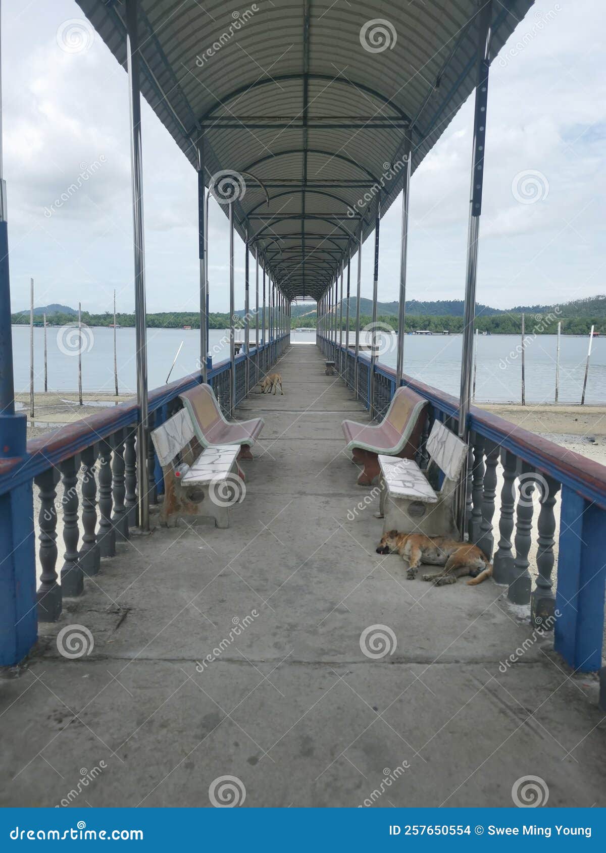Stray Dog Sleeping the the Concrete Jetty. Stock Photo - Image of ...
