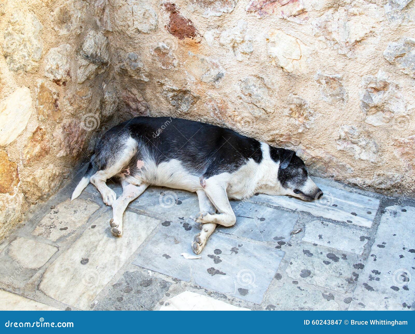 435 Fat Stray Photos - Free & Royalty-Free Stock Photos from Dreamstime