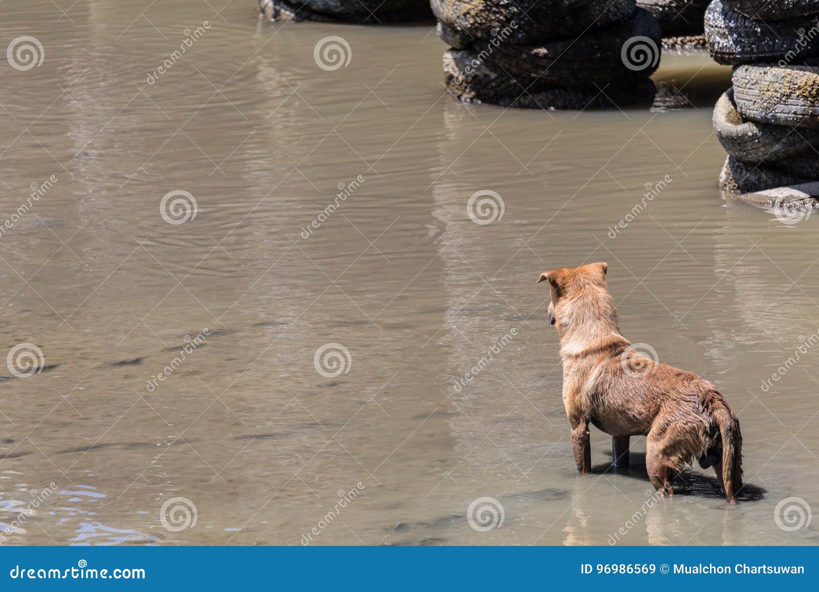 Stray Dog Standing in the Sea Stock Image - Image of wild, mammal: 96986569