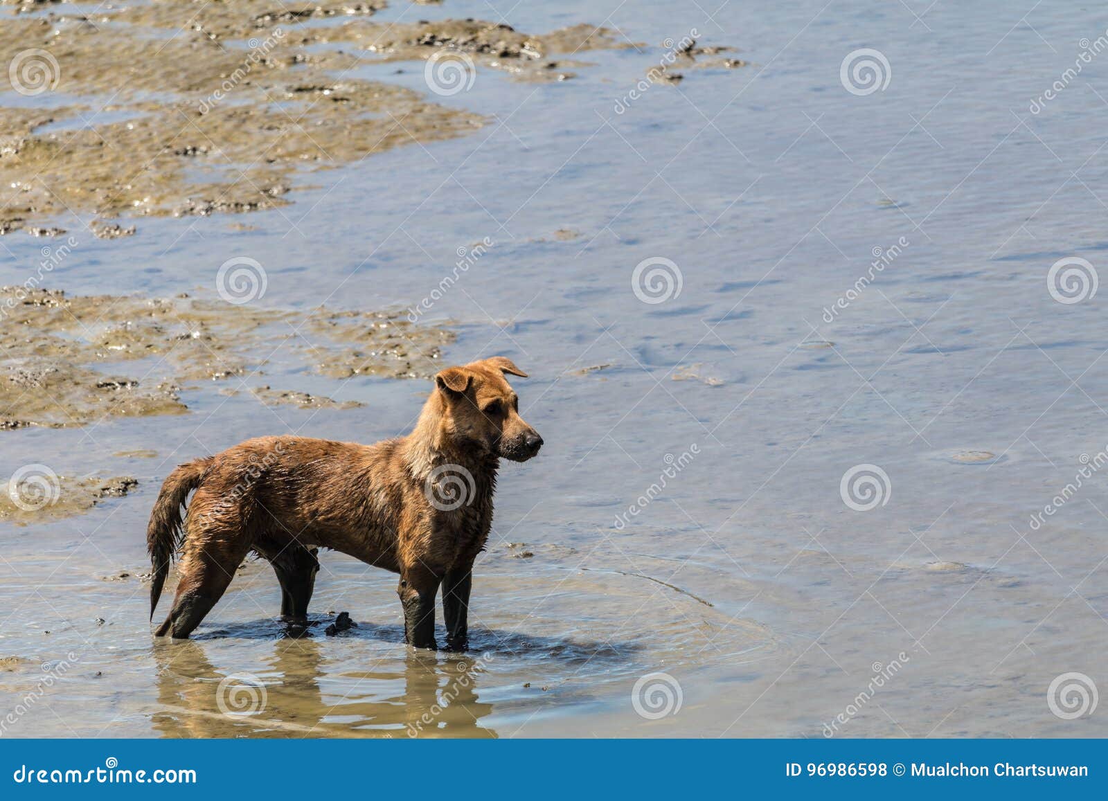 Stray Dog Standing in the Sea Stock Photo - Image of wild, animals ...