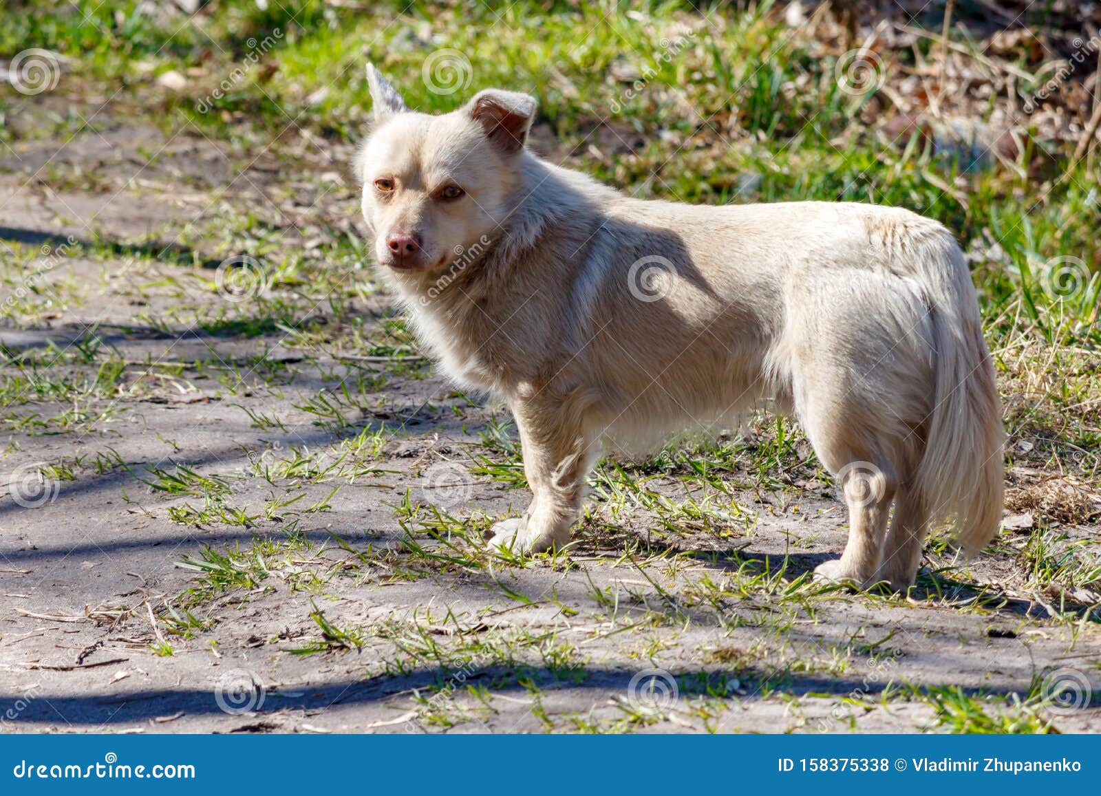 Stray Dog Stands on a Path in Sunlight Stock Photo - Image of hungry ...