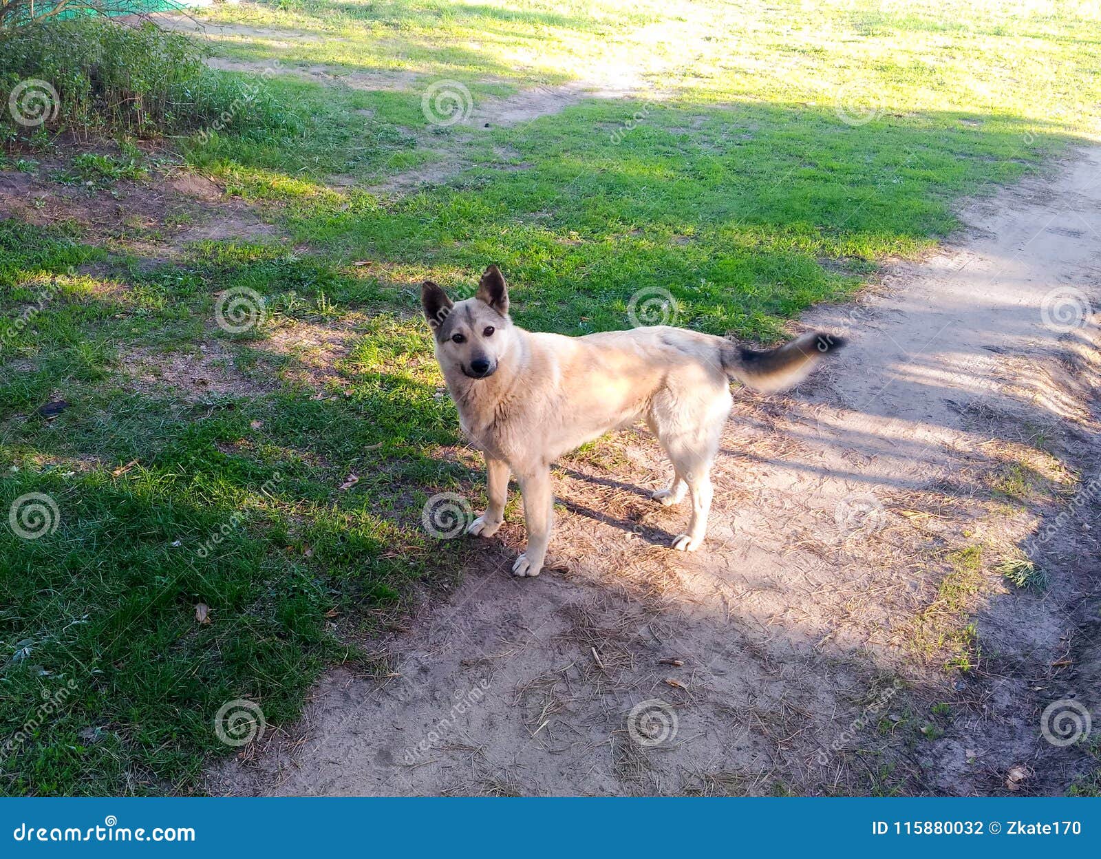 A Stray Dog Stands in the Rays of the Sunset Stock Photo - Image of ...