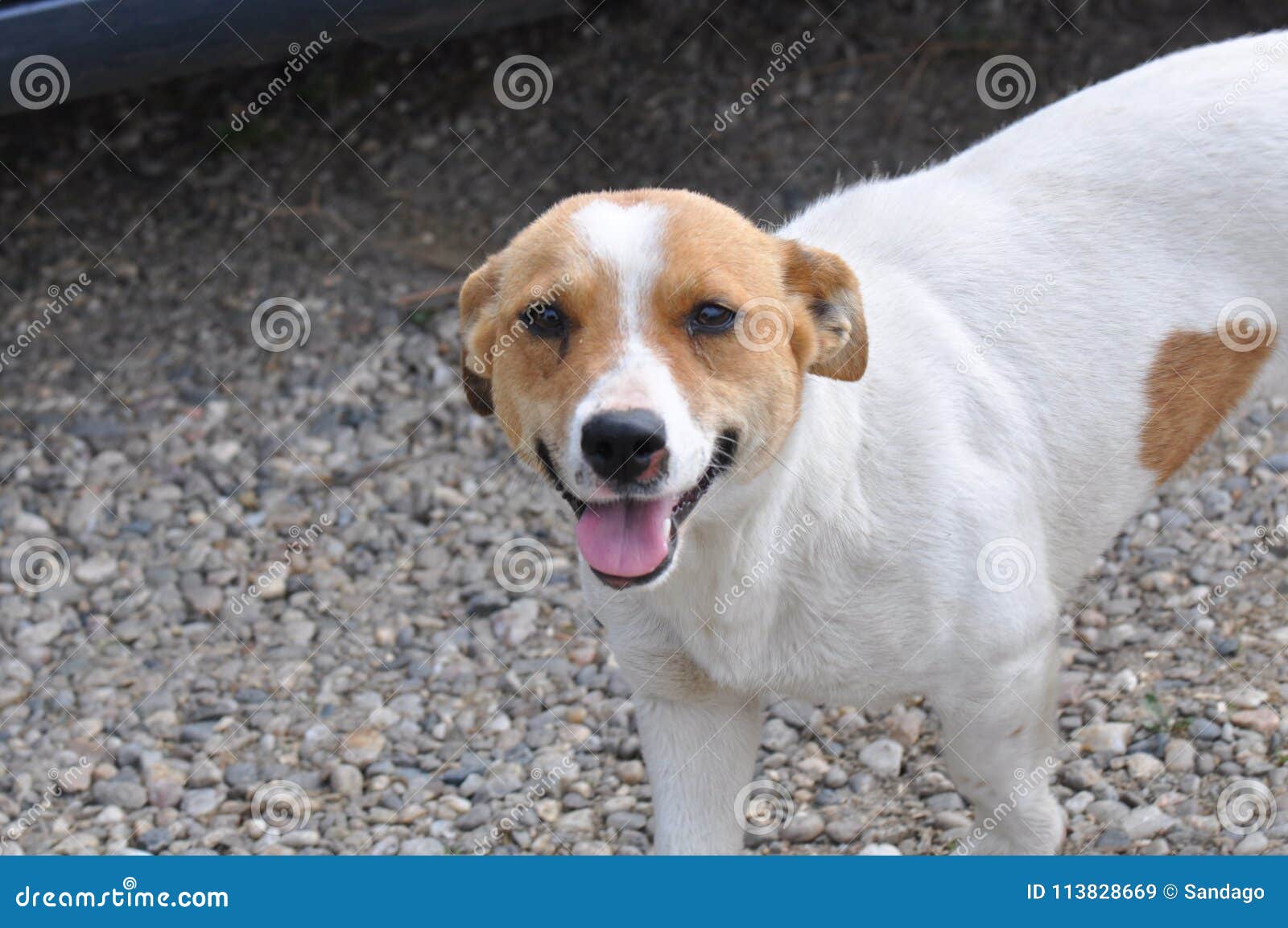 Stray dog stock image. Image of destroy, grass, canine - 113828669