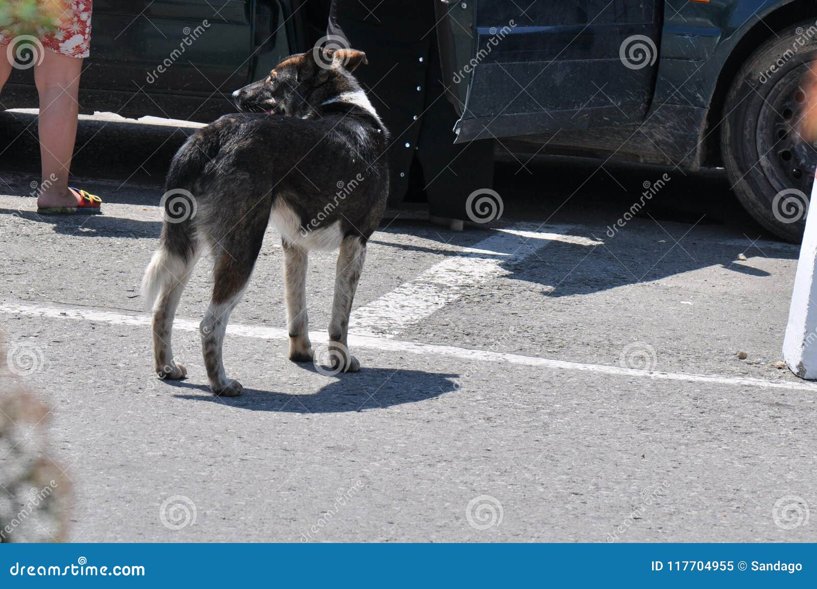 Stray dog stock image. Image of friend, bright, cute - 117704955
