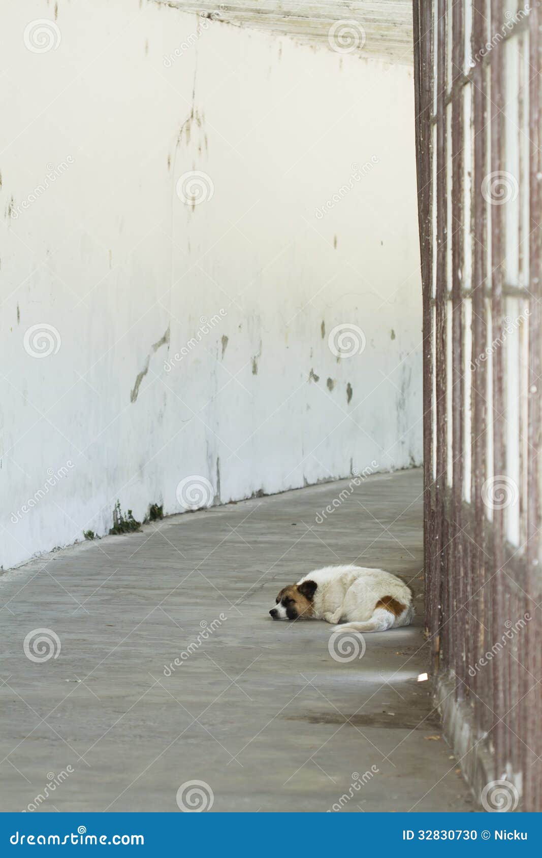Stray dog stock photo. Image of unhappy, signs, stray - 32830730