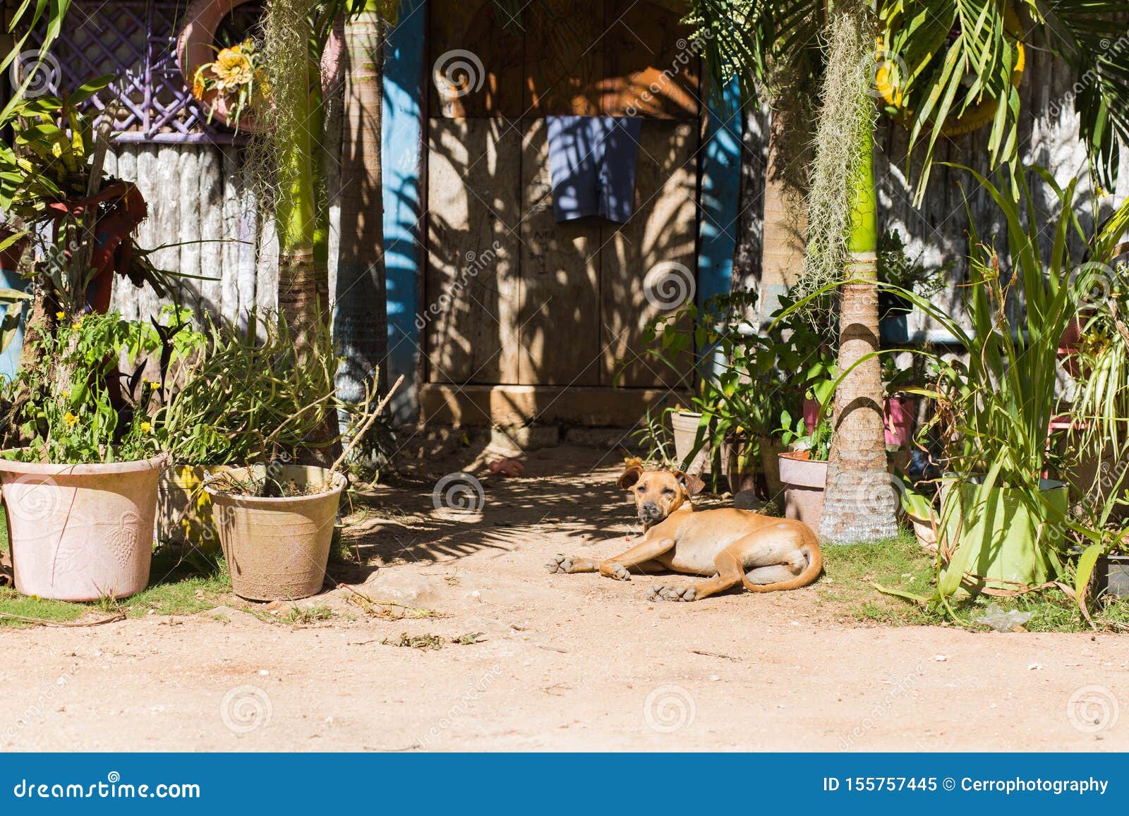 Stray Dog on the Streets in Mexico, March 20, Stock Image - Image of ...
