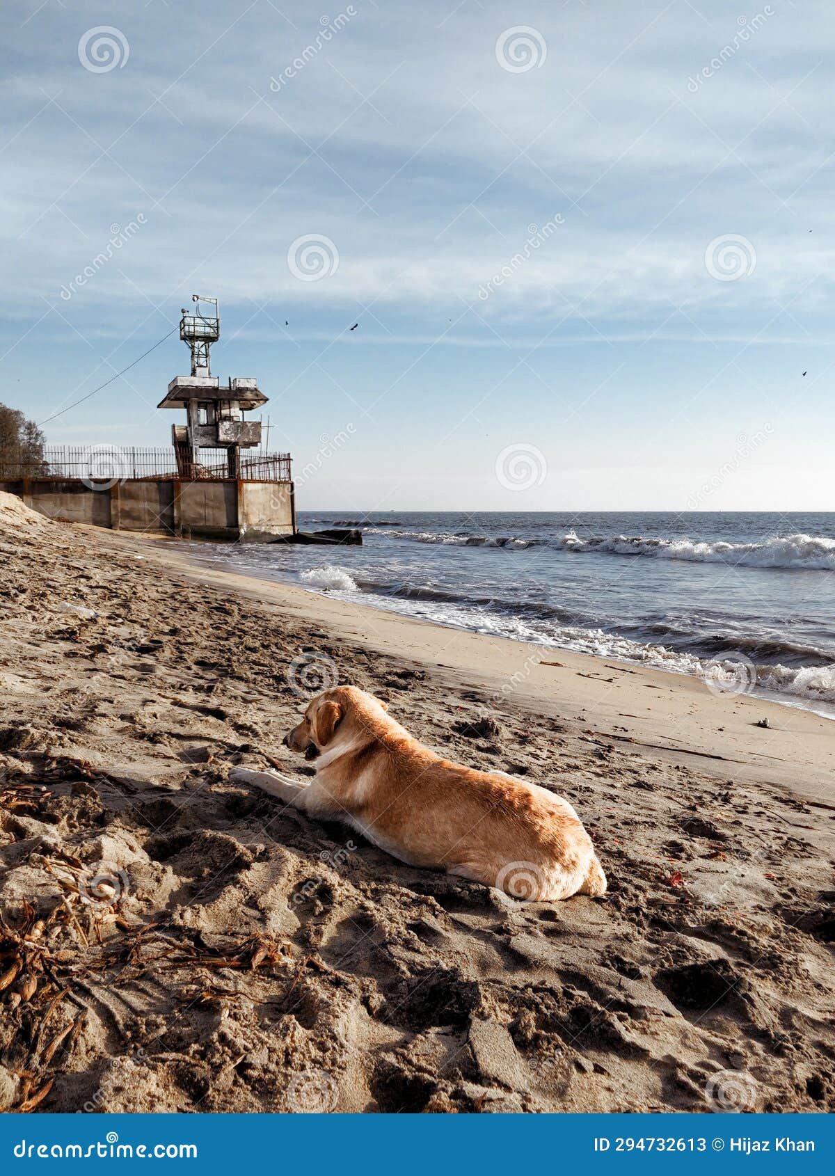 A Stray Dog Taking Sun Bath in the Beach of Kerala Stock Image - Image ...