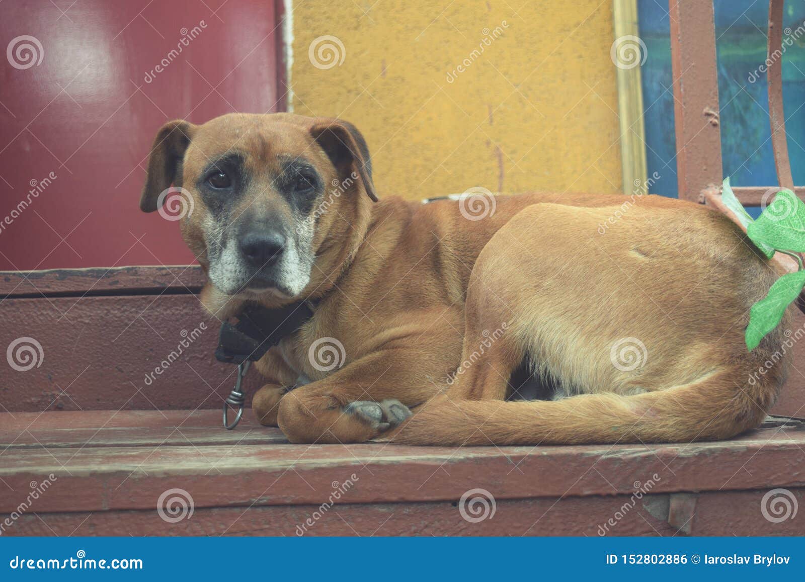 Stray Dog with Very Sad Smart Eyes . Sad Stock Photo - Image of face ...