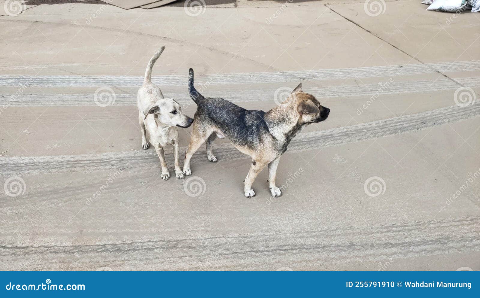 Stray dog walking stock photo. Image of hound, walking - 255791910