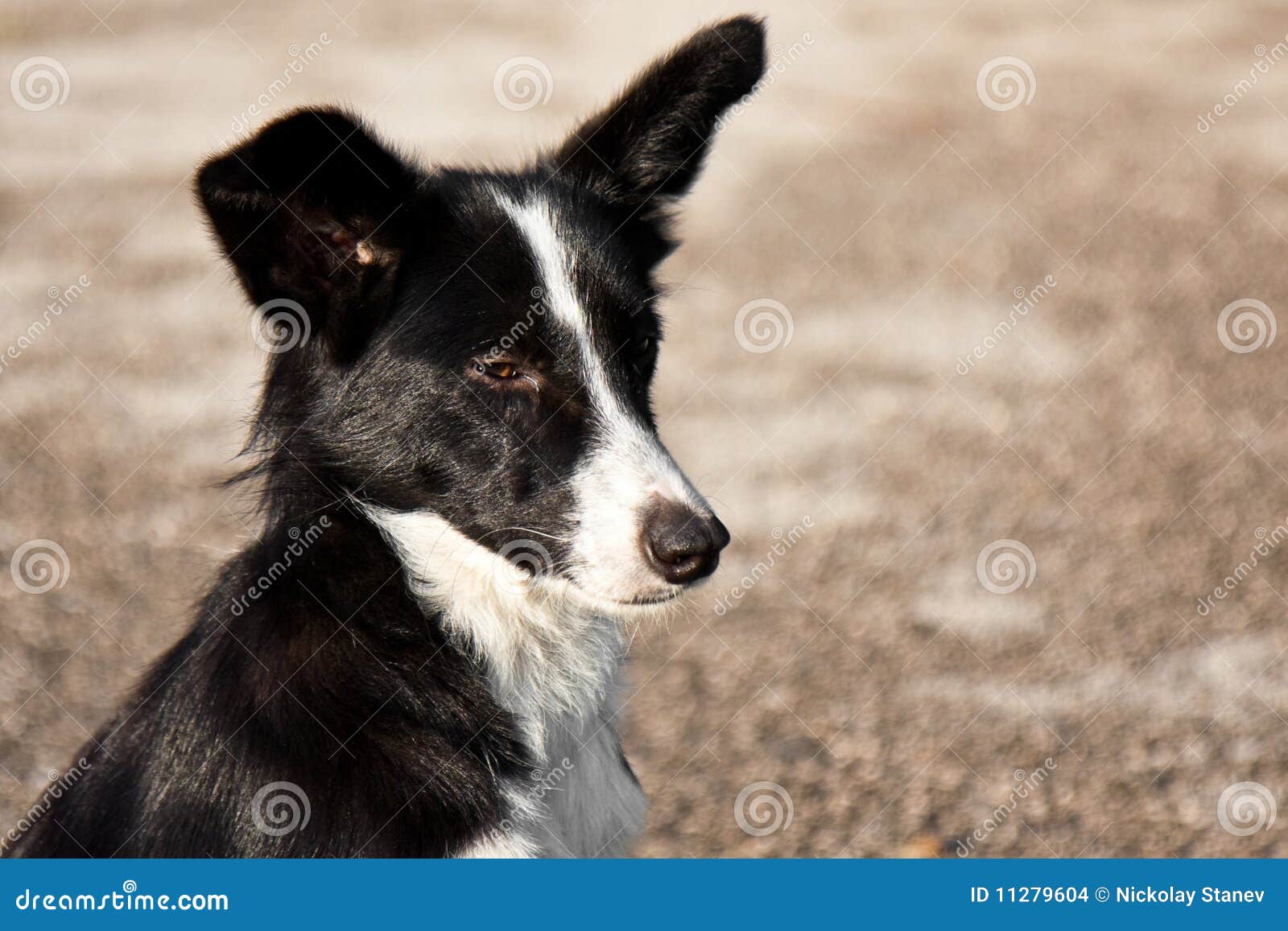Stray Dog Winking stock photo. Image of portrait, black - 11279604