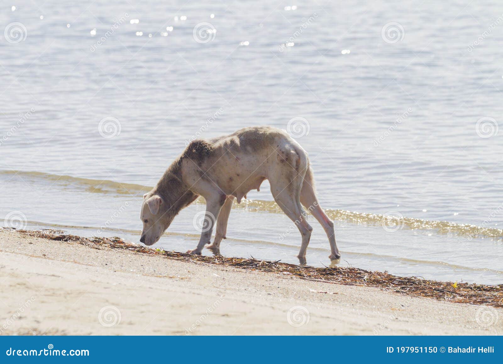 Stray dog stock photo. Image of mammal, stray, nature - 197951150