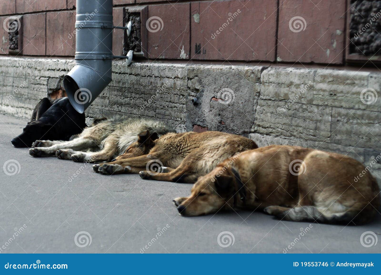 Two Red Stray Dogs Lie On The Sand And Bask In Each Other. Love Pets ...