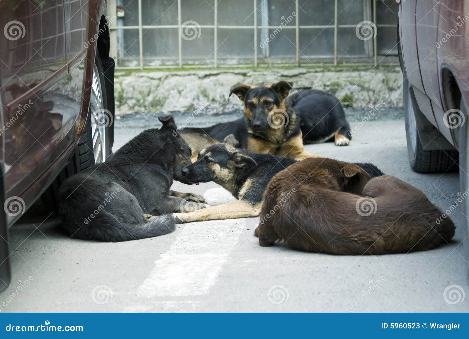 Stray dogs stock image. Image of cute, friendship, homelessness - 5960523