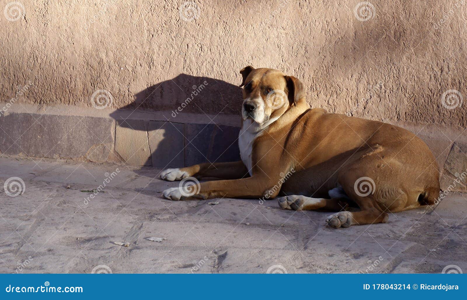 Stray dogs in Chile stock photo. Image of desert, stray - 178043214