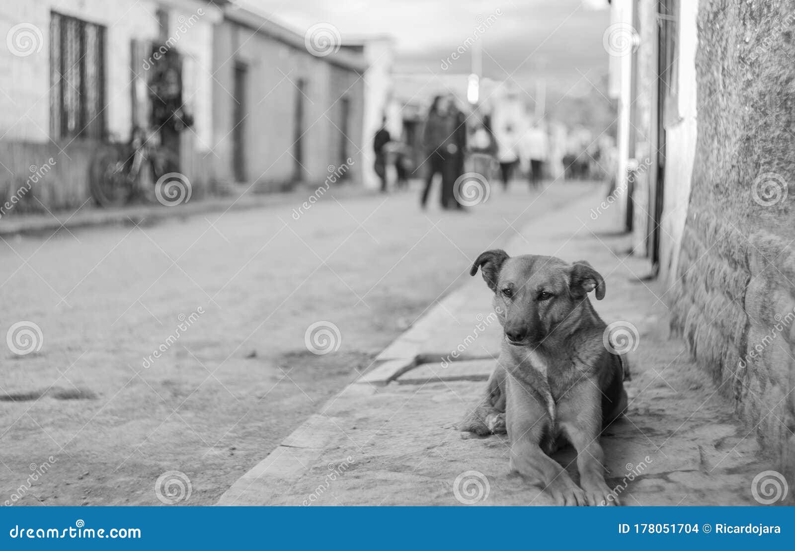 Stray dogs in Chile stock photo. Image of chile, stray - 178051704