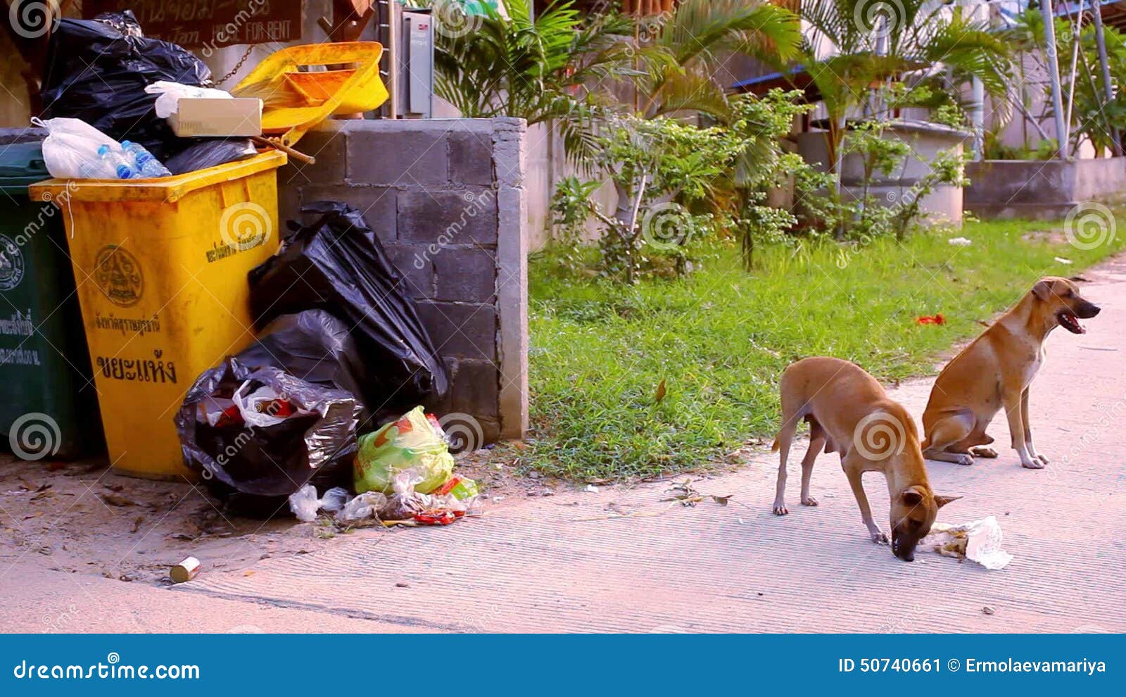 Stray Dogs Eat the Scum Around Garbage Bins. Video Stock Video - Video ...
