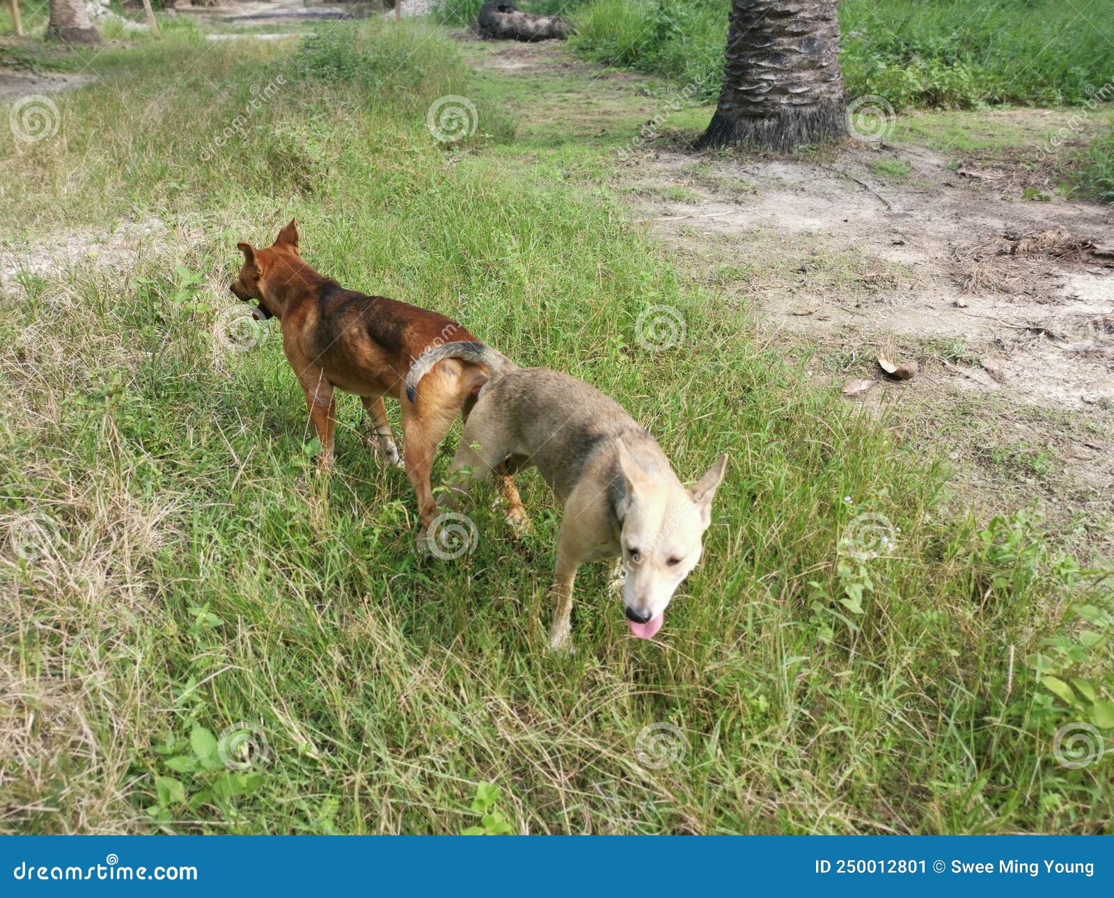 Stray Dogs Mating at the Plantation Stock Image - Image of grass, green ...