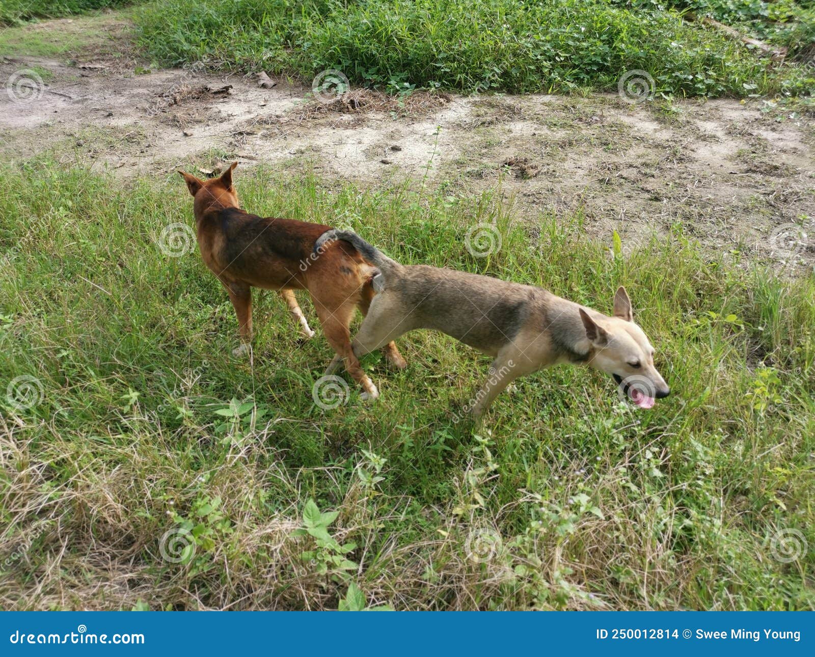 Stray Dogs Mating at the Plantation Stock Photo - Image of friend ...