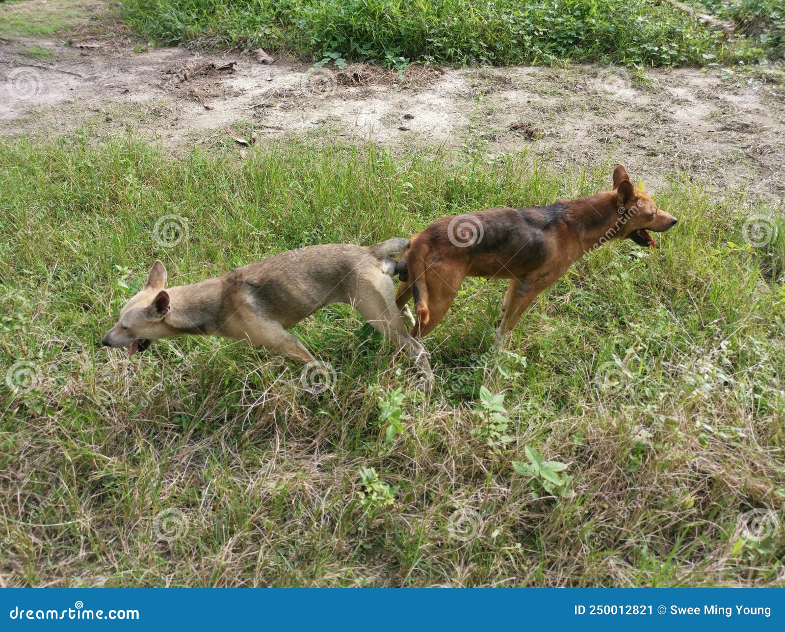 Stray Dogs Mating at the Plantation Stock Image - Image of carnivora ...