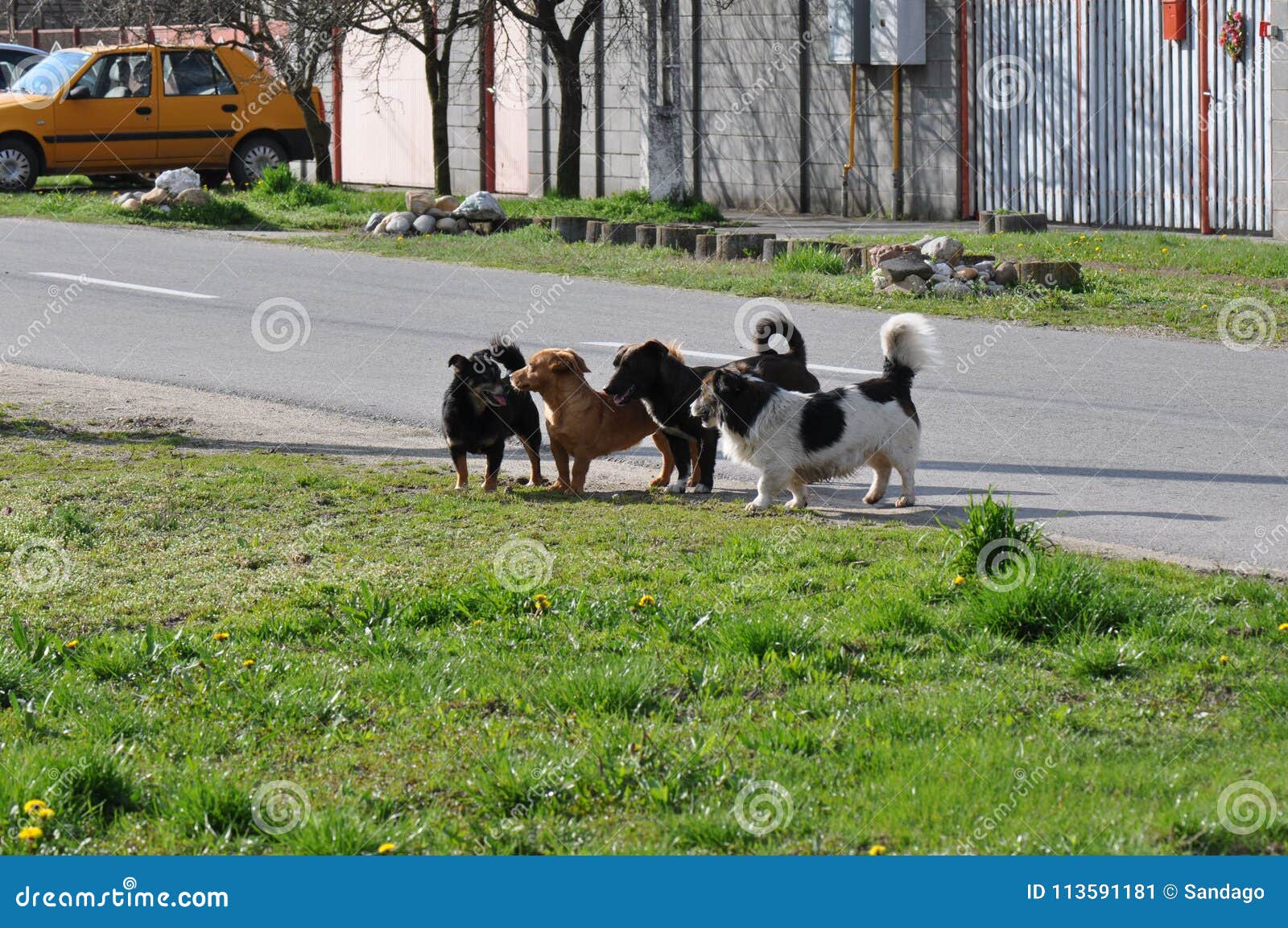 Stray dogs pack stock image. Image of doggy, gardening - 113591181