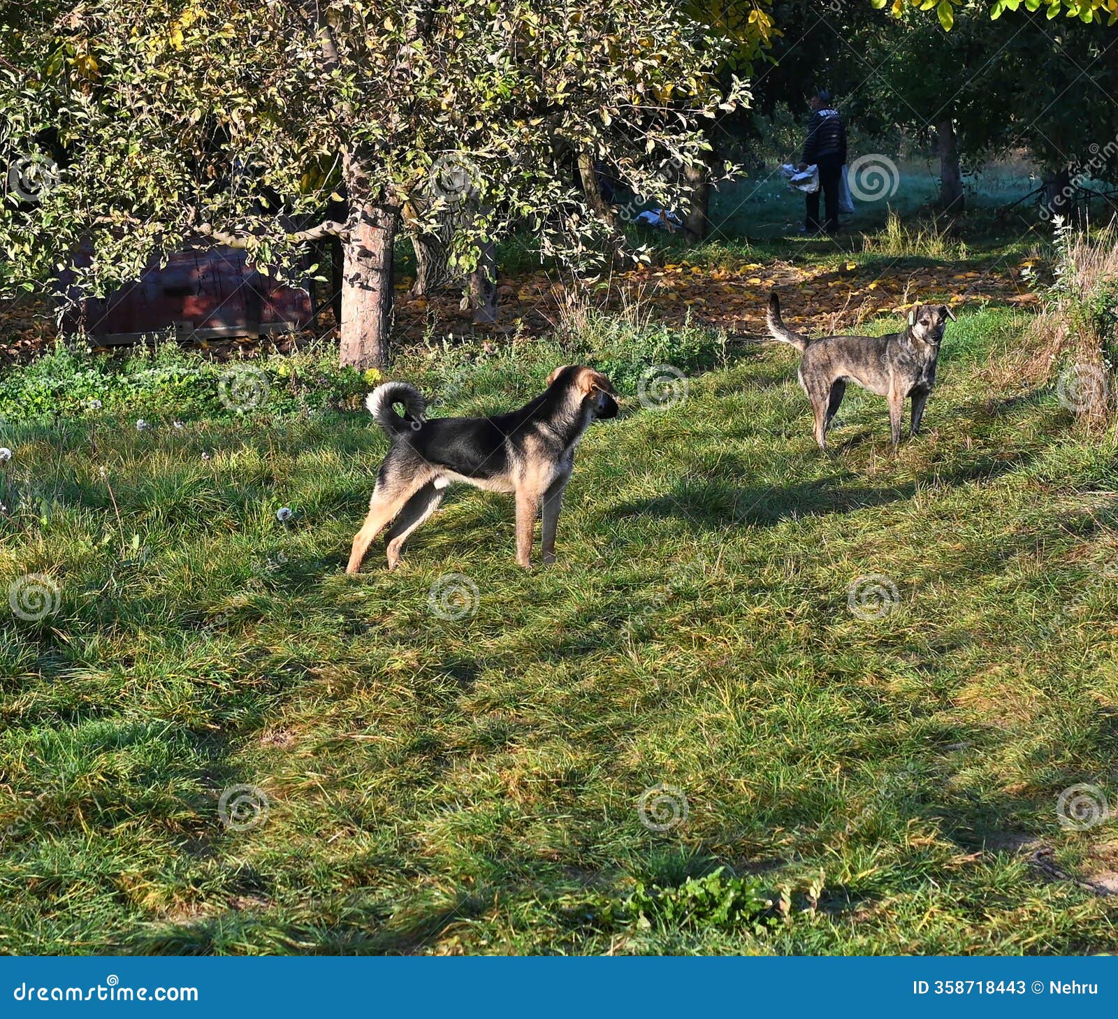 Stray Dogs Plating in Nature, Pet Concept Image Stock Image - Image of ...