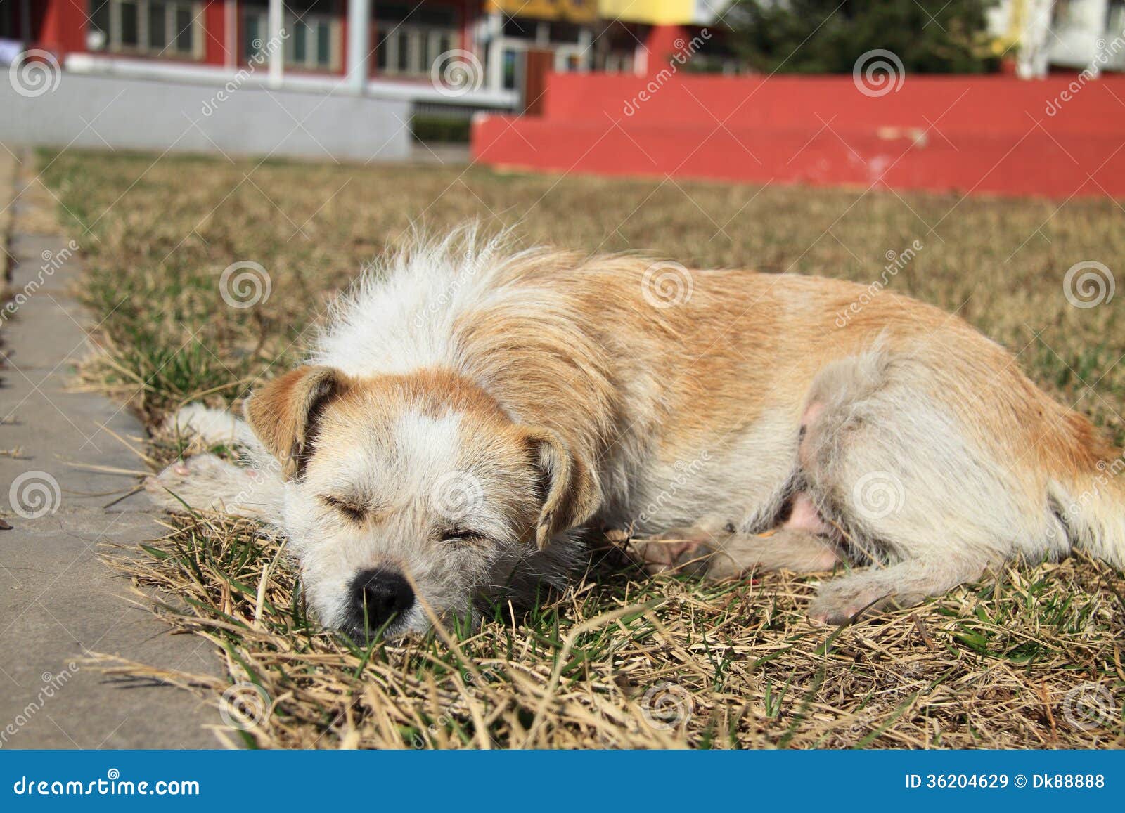 Stray dogs stock image. Image of grass, hope, black, brown - 36204629