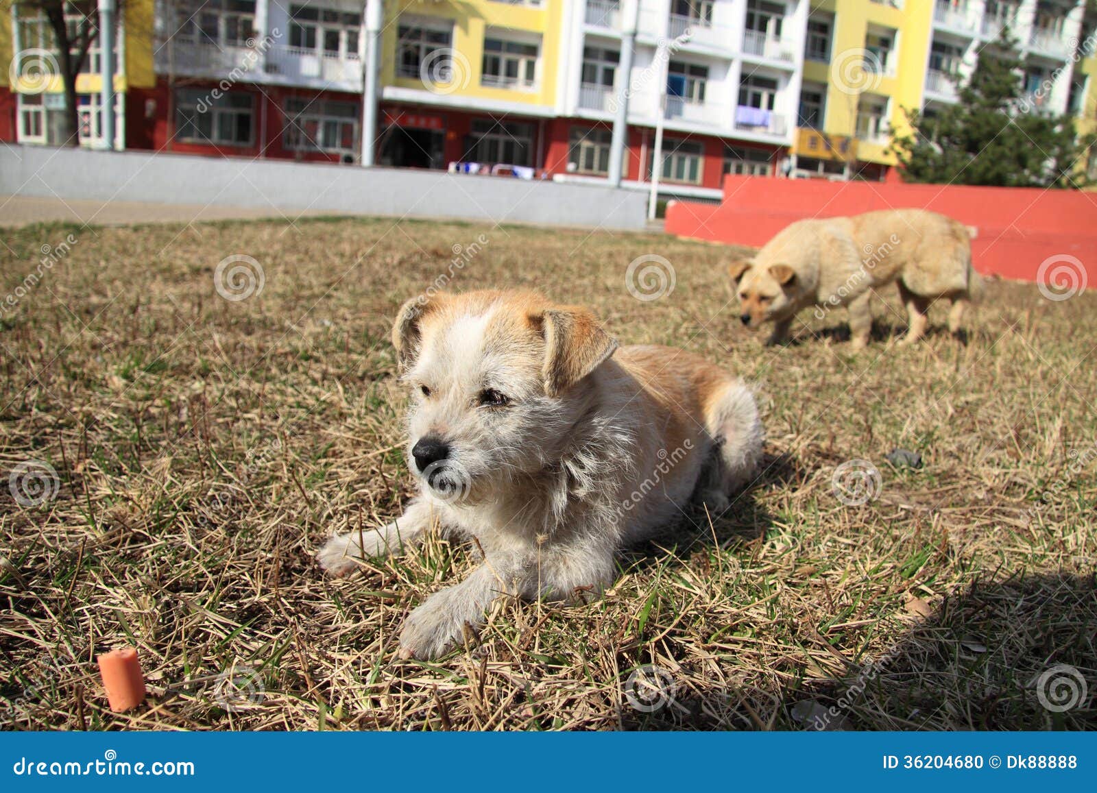 Stray dogs stock photo. Image of animal, cruel, abandoned - 36204680